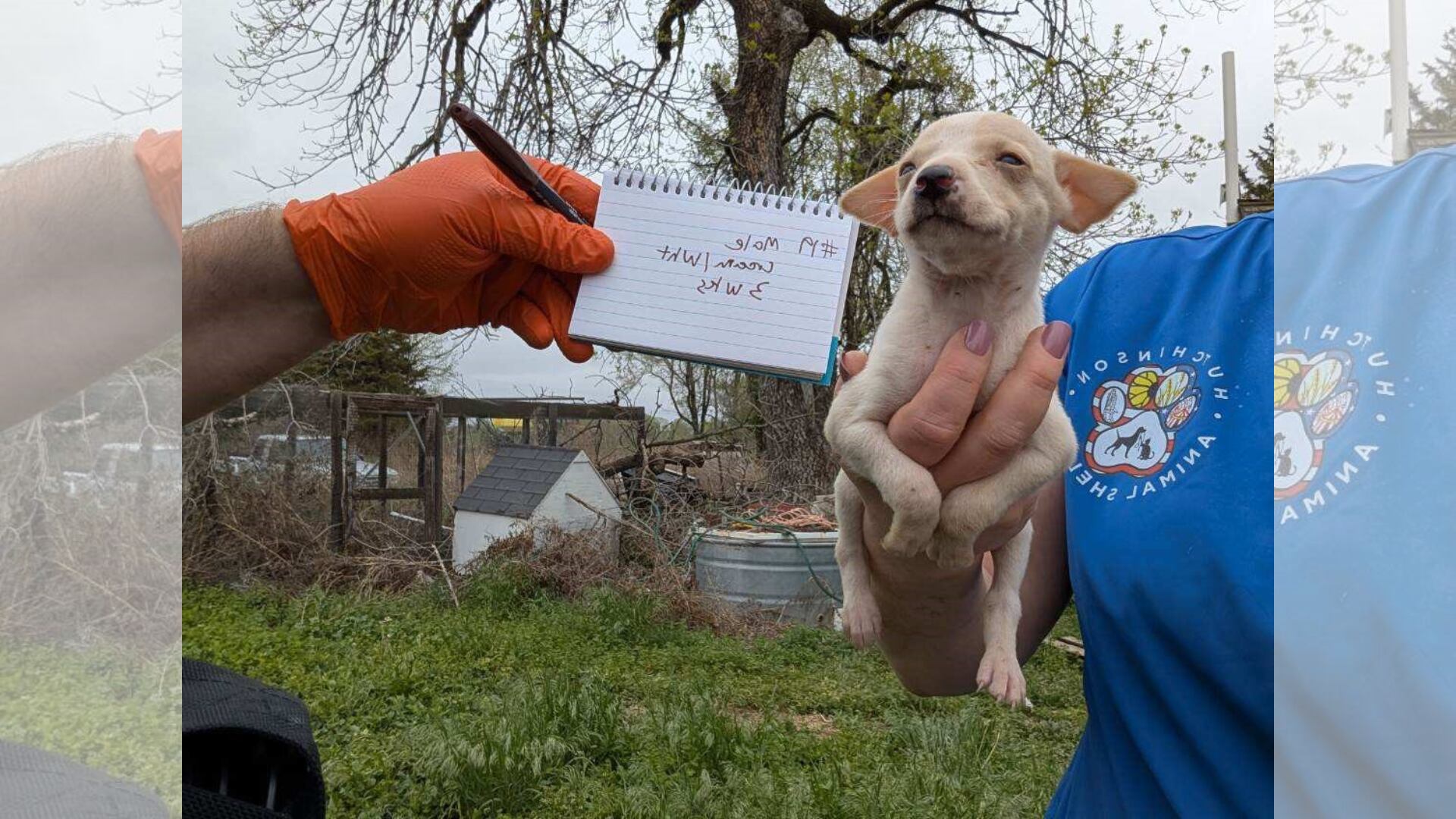 Dozens of dogs rescued, more found dead on northern Kansas property