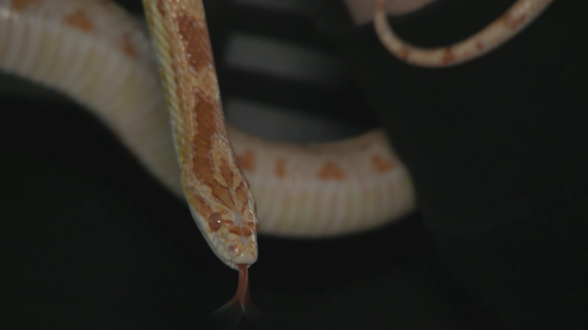 It’s snake season! Tips and tricks on how to deal with snake encounters