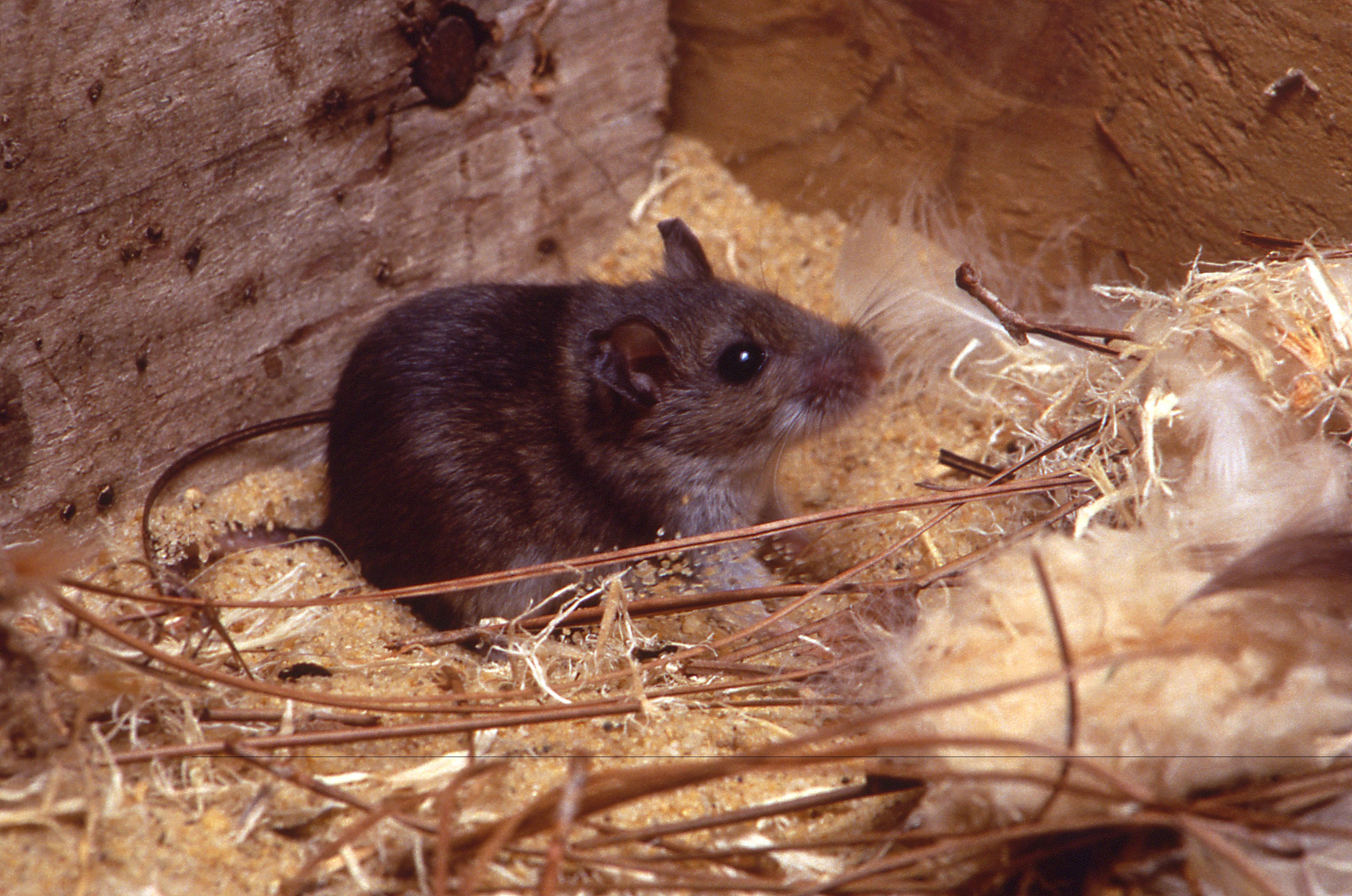 Rodent populations are on the rise due to climate change. See how to ...