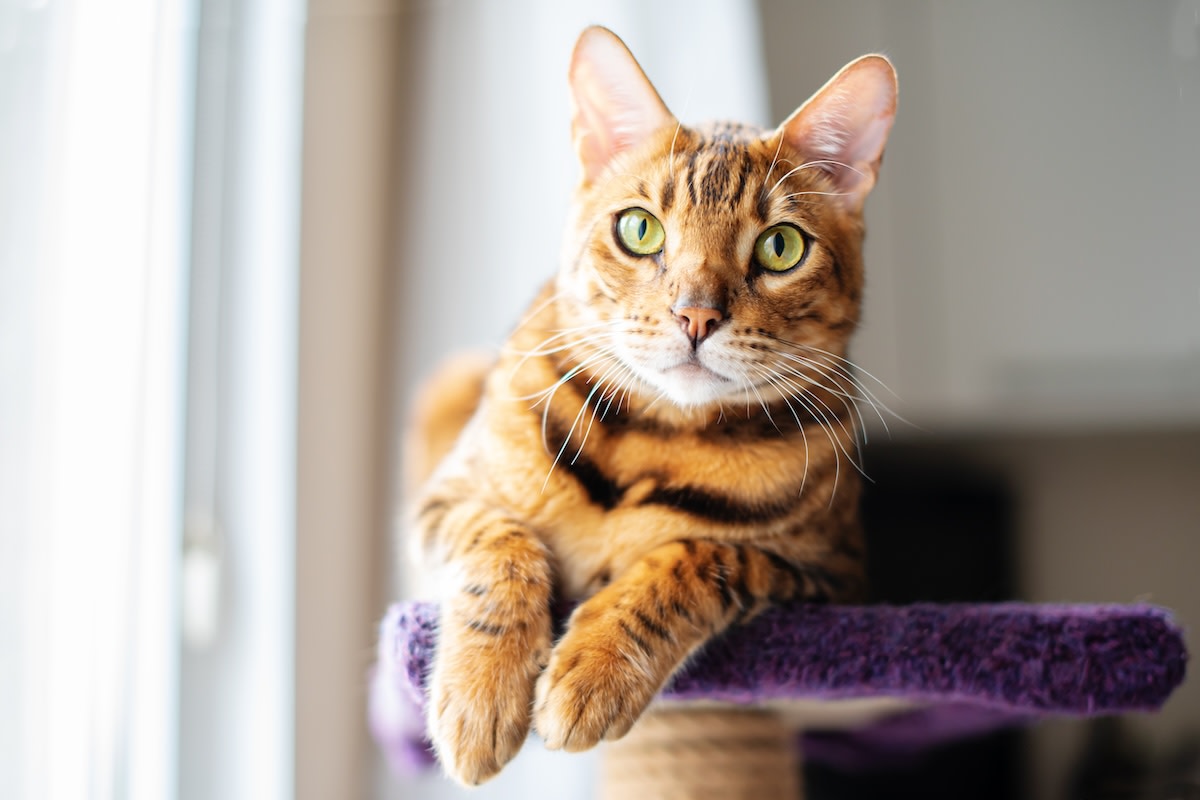Bengal Cat's Confusion Over Being Left with the 'Spare Human' Is ...