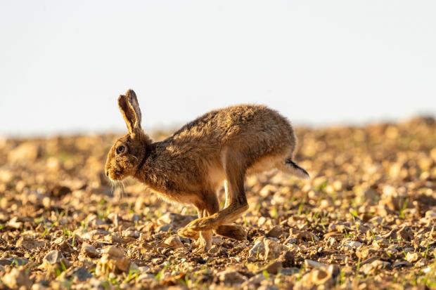 Busy bees, little lambs and hopping hares - Spring life photographed in ...