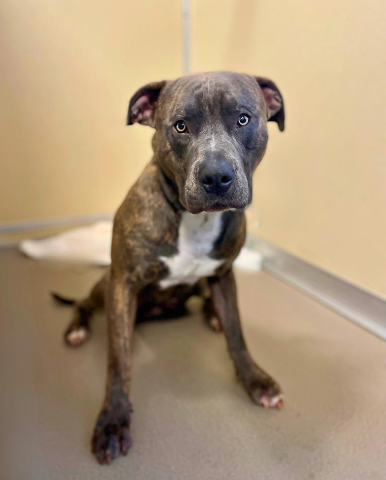 Anicira receives $10,000 grant to provide spay and neuter services for ...