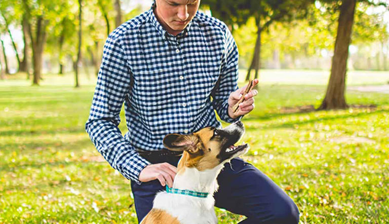 How to Calm an Anxious Dog: Tips and Techniques