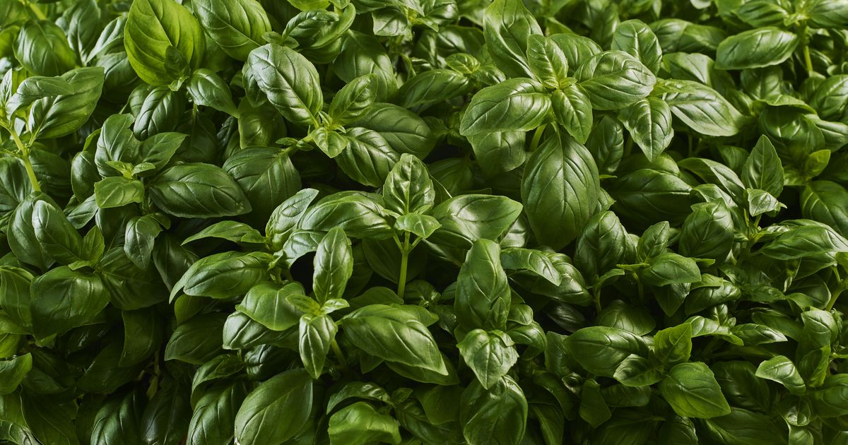 Gardeners say planting this herb near tomatoes helps them thrive