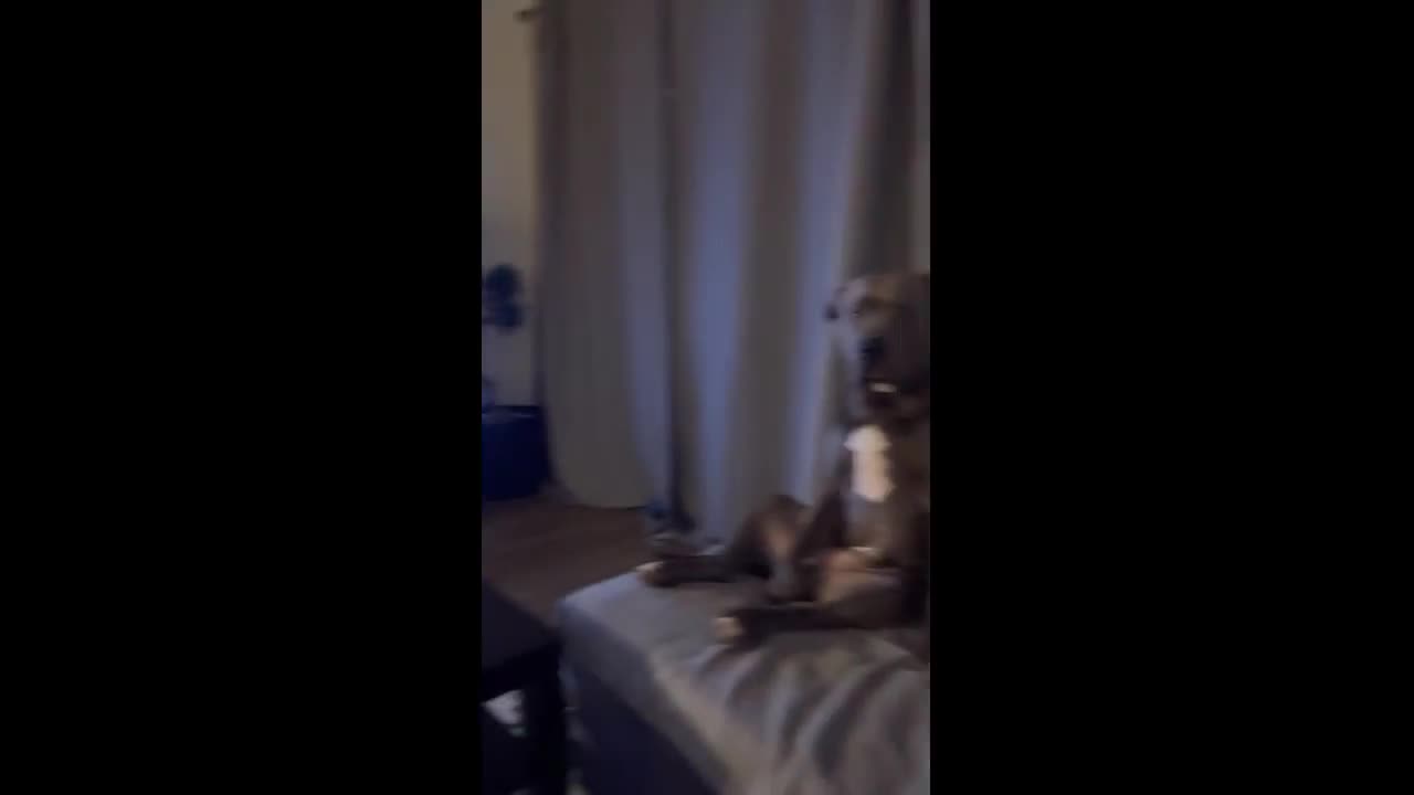 Dog reacts to baby crying in crib in Sweden