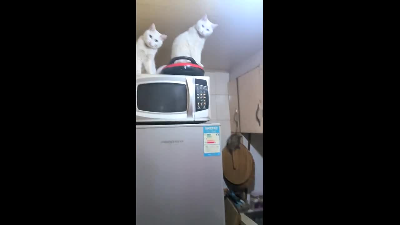 Two cats stare from microwave in video