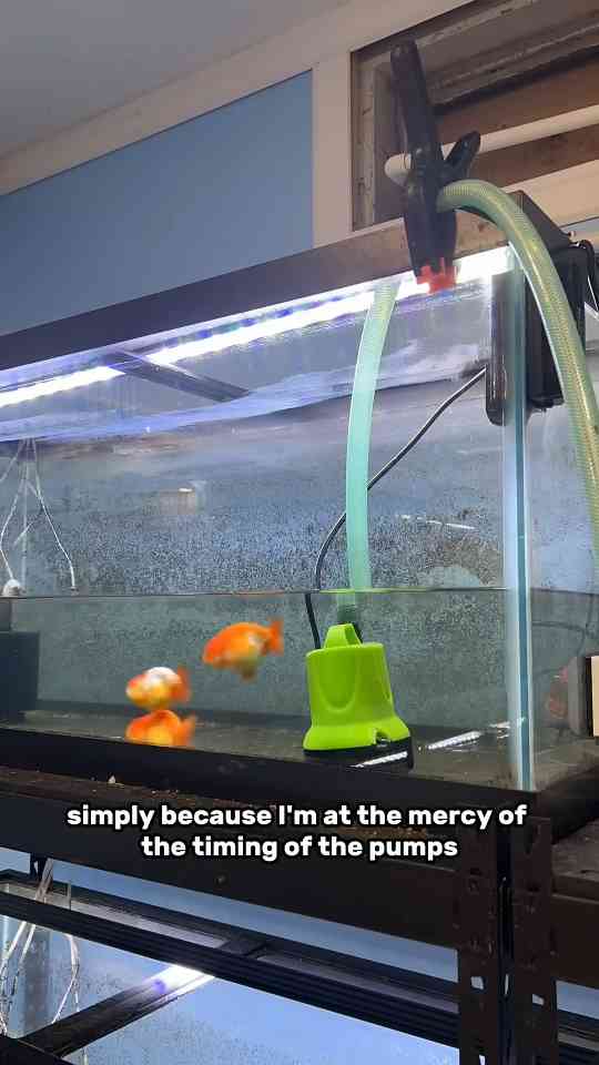 My Mini Basement Fish Farm Setup