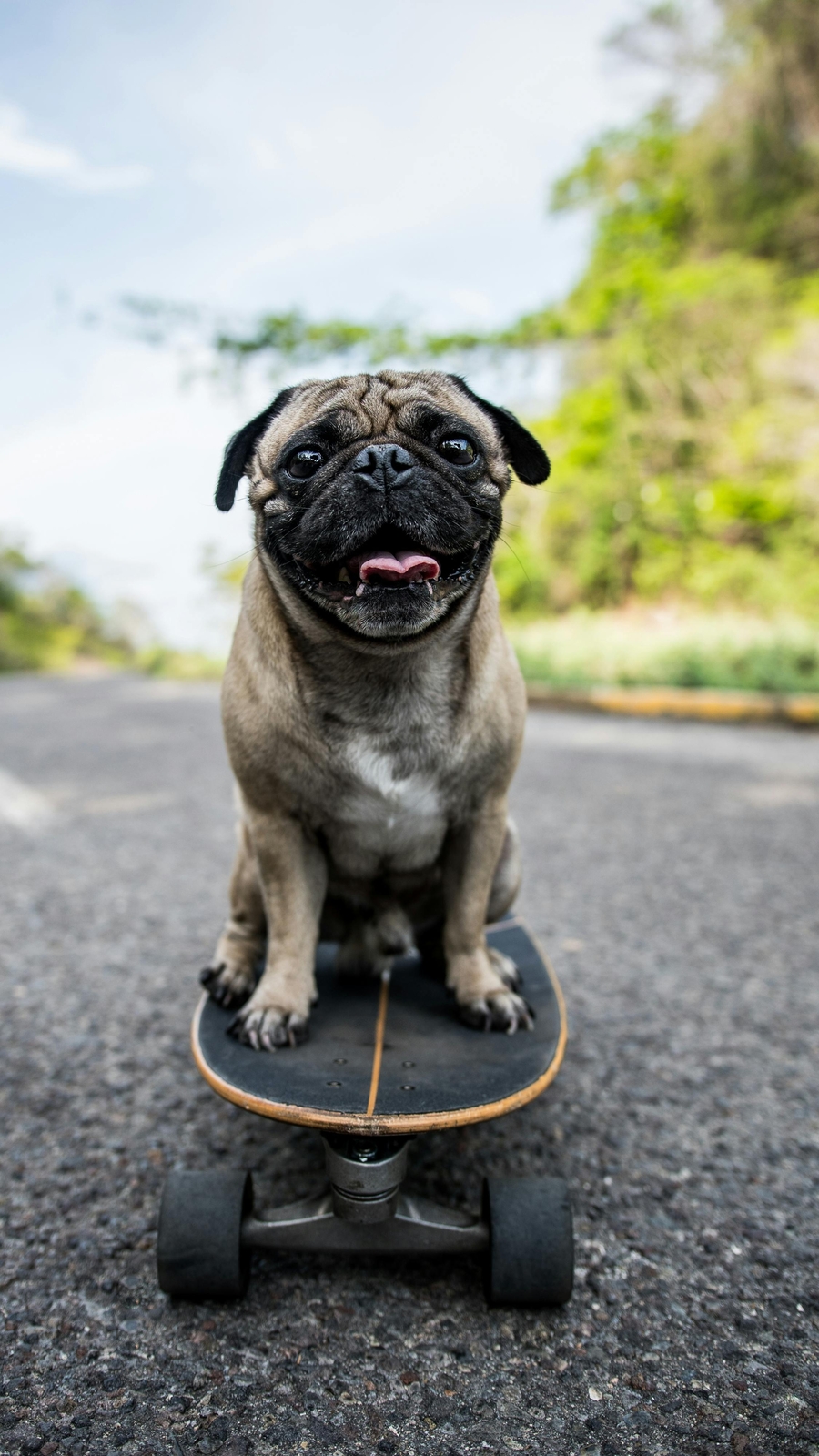 Interesting facts about pugs every dog lover should know