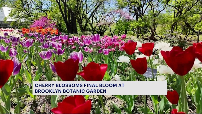 Cherry blossoms in final bloom at Brooklyn Botanic Gardens