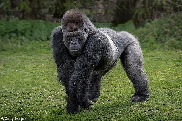 Could a gorilla beat 100 men in a fight? It's the question that's taken over the world - and now ...
