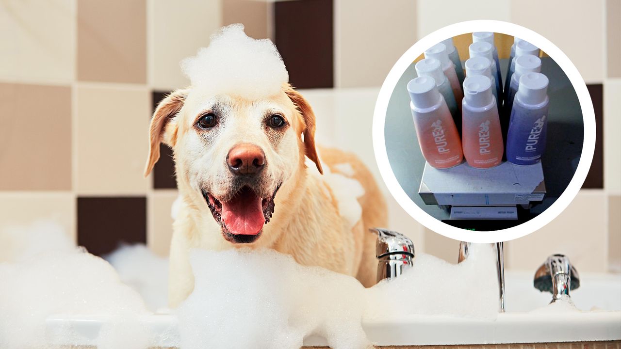 Liquid meth smuggled inside dog shampoo bottles at LAX