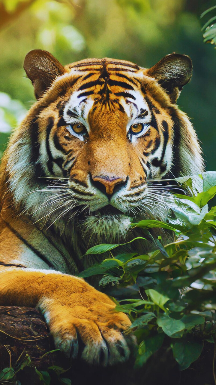 Tiger territory: 8 safari hotspots where Big Cats rule the wild