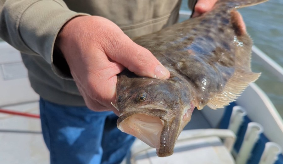 A Delicious Virginia Rite of Spring: Flounder!