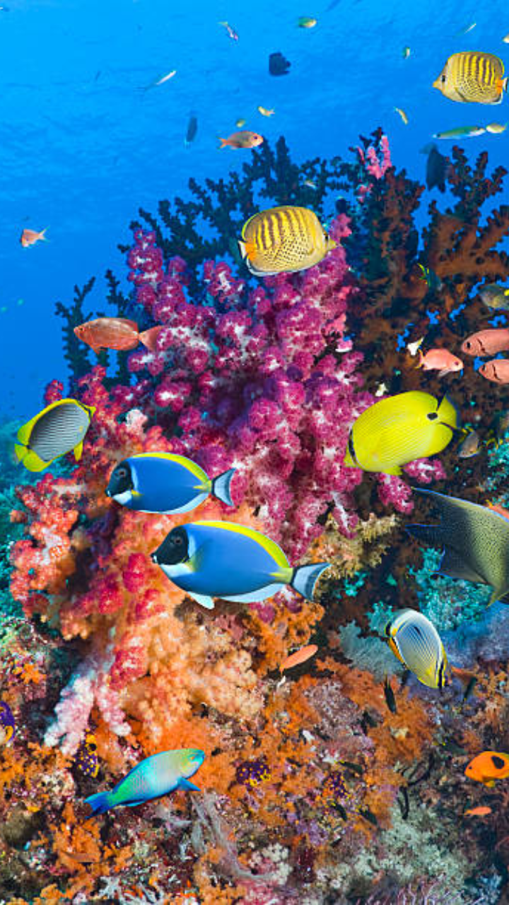 10 most colourful fish in the ocean
