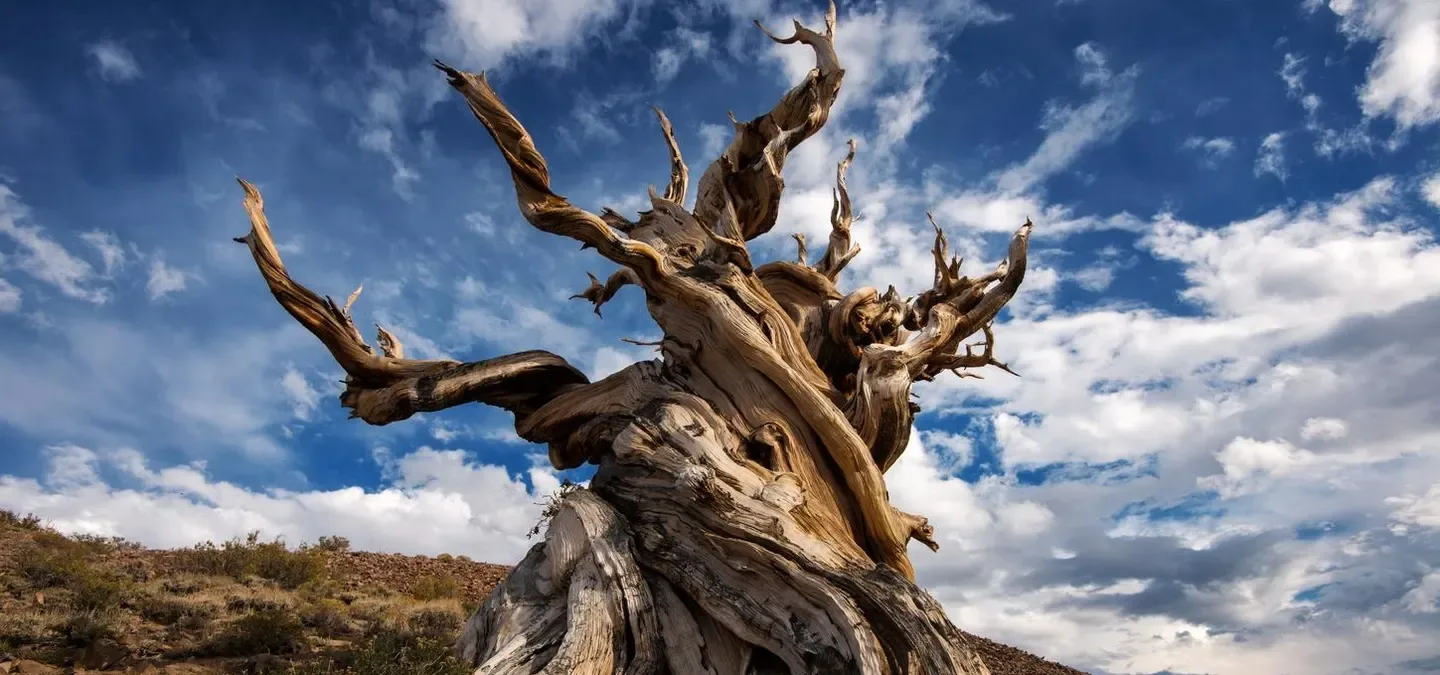 At 4,800-years-old, the world's oldest living tree predates the ...