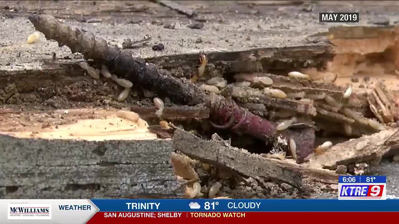 East Texas homeowners battle infestations as termite season begins