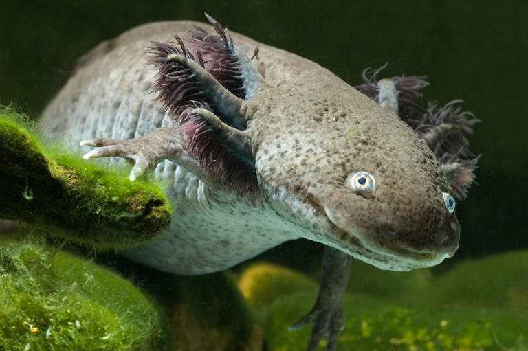 Endangered axolotls bred in captivity can survive in wild, study finds