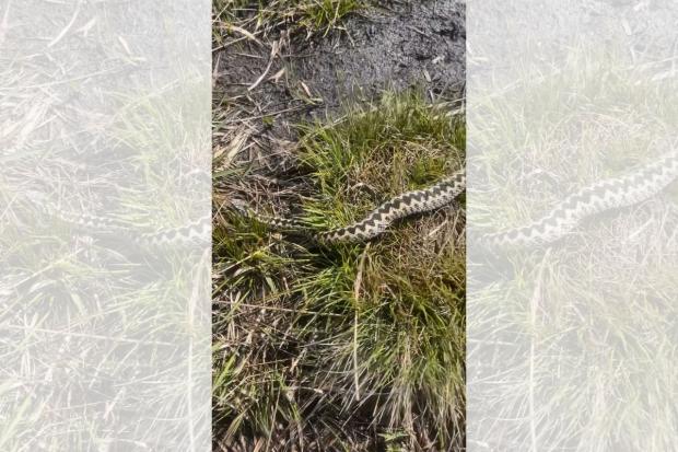 WATCH: Walkers left stunned after huge snake spotted on Welsh mountain