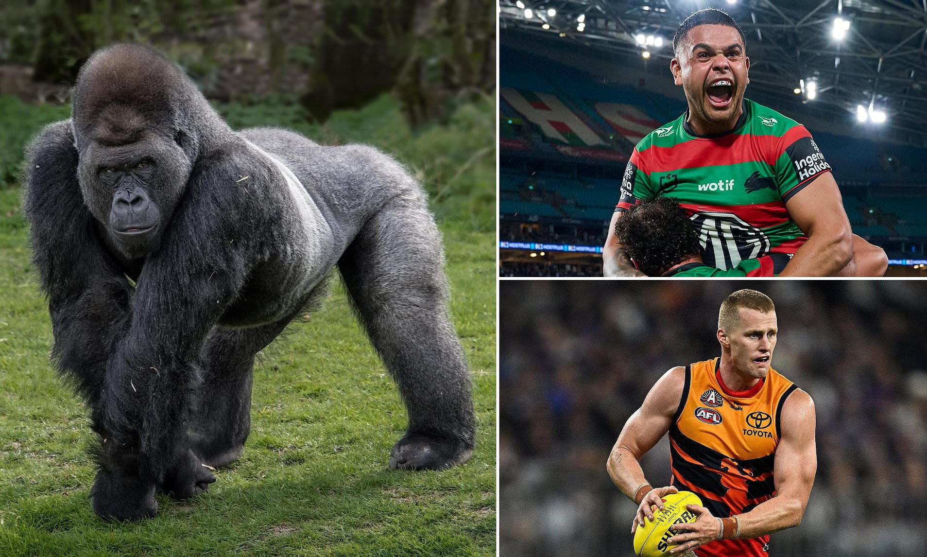 Could a gorilla beat 100 men in a fight? It's the question that's taken over the world - and now ...