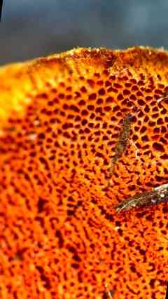 Phobia test - Part 1 - microscope edition.