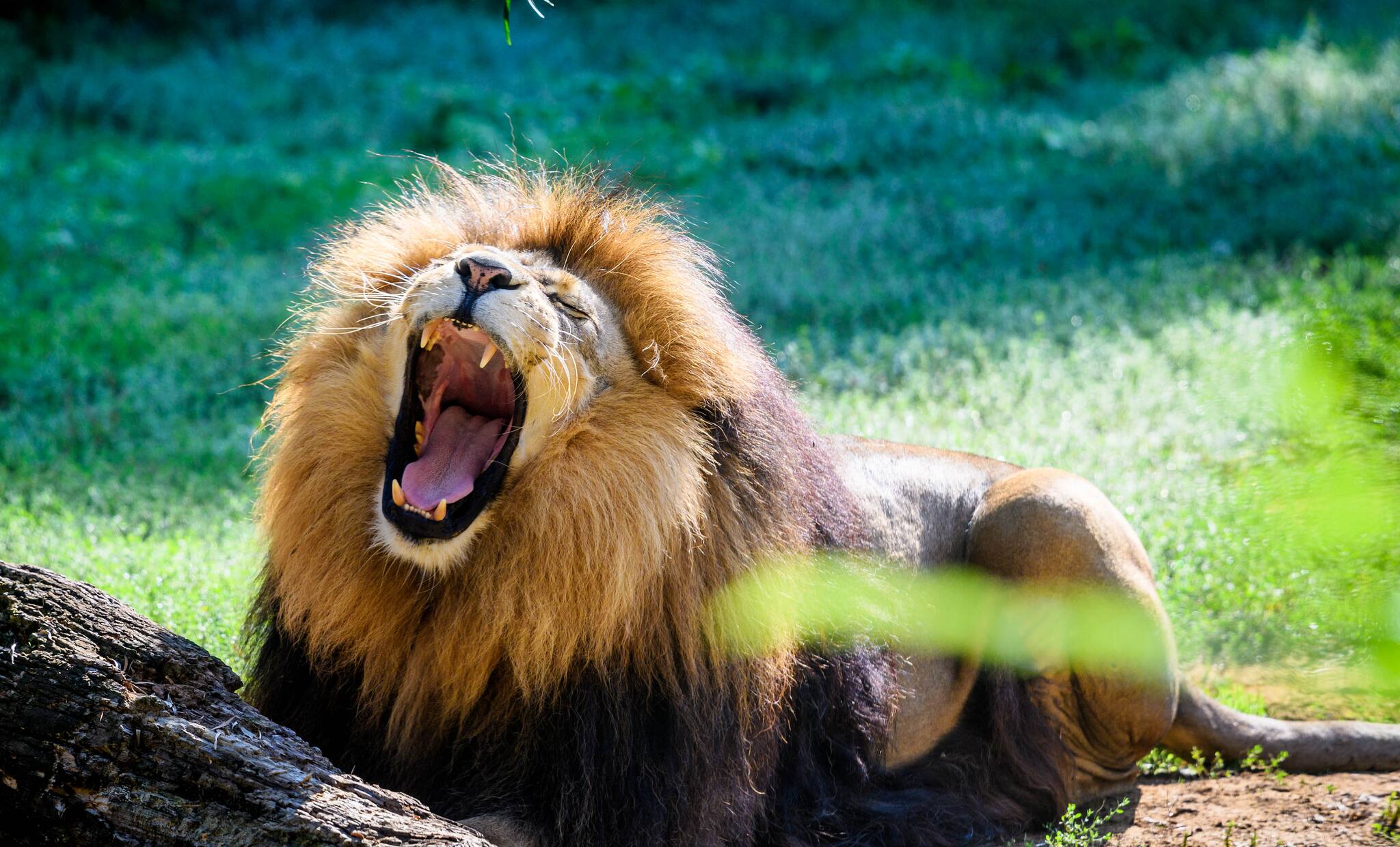 Ausflugsziele: Das sind die 10 besten Zoos in Deutschland