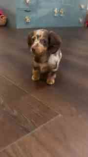 Our little bitty Maple girl just keeps growing