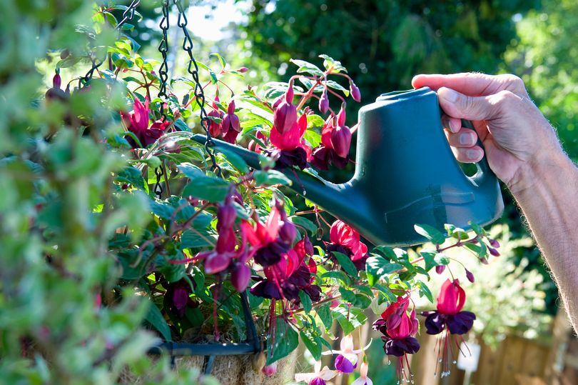 Gardening expert's alert over watering plants in middle of the day