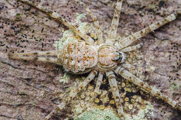 'Important discovery' as rare spider that is 'master of disguise ...
