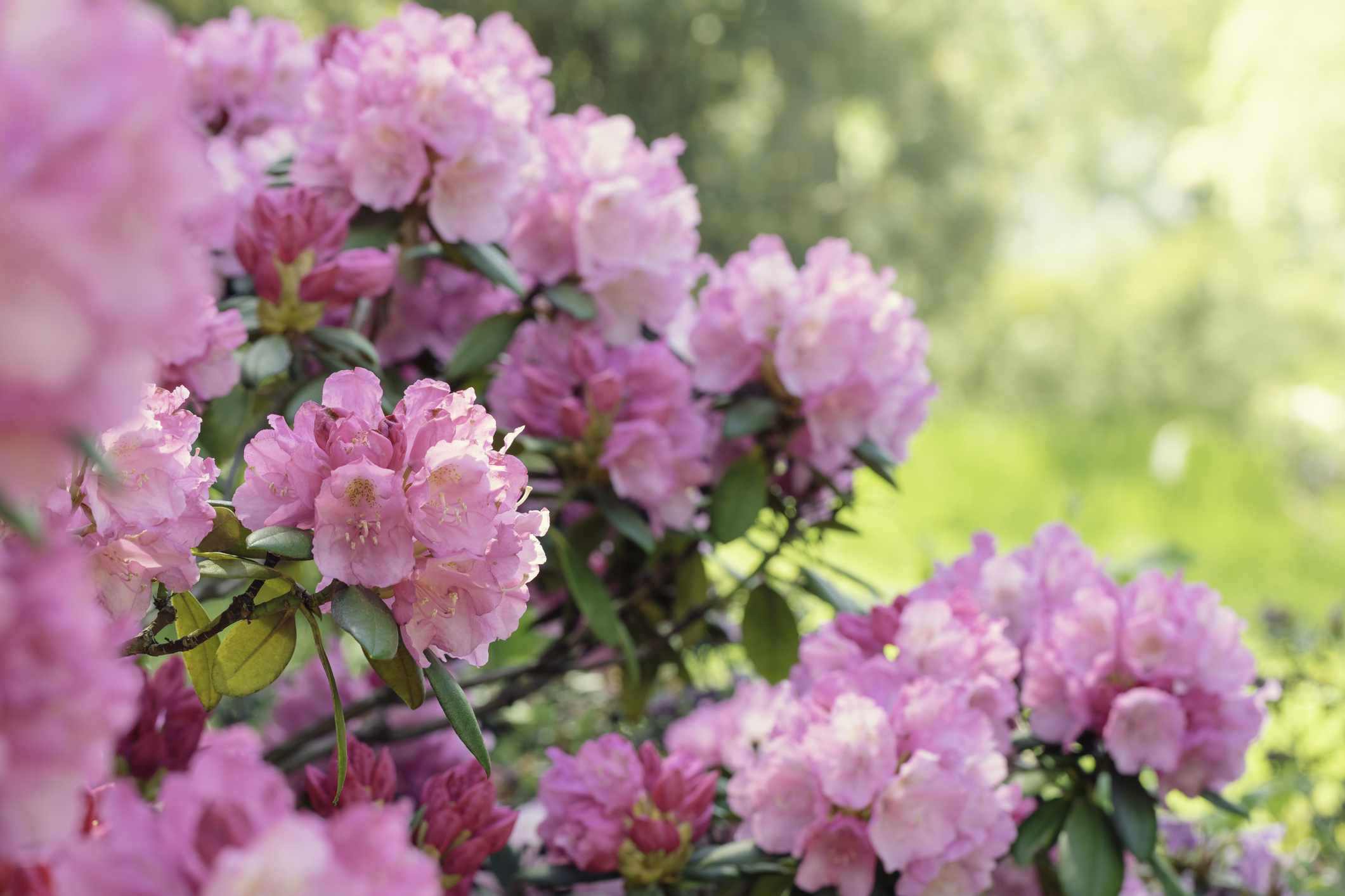 Should You Grow Rhododendron in Pots or in the Ground? We Asked ...