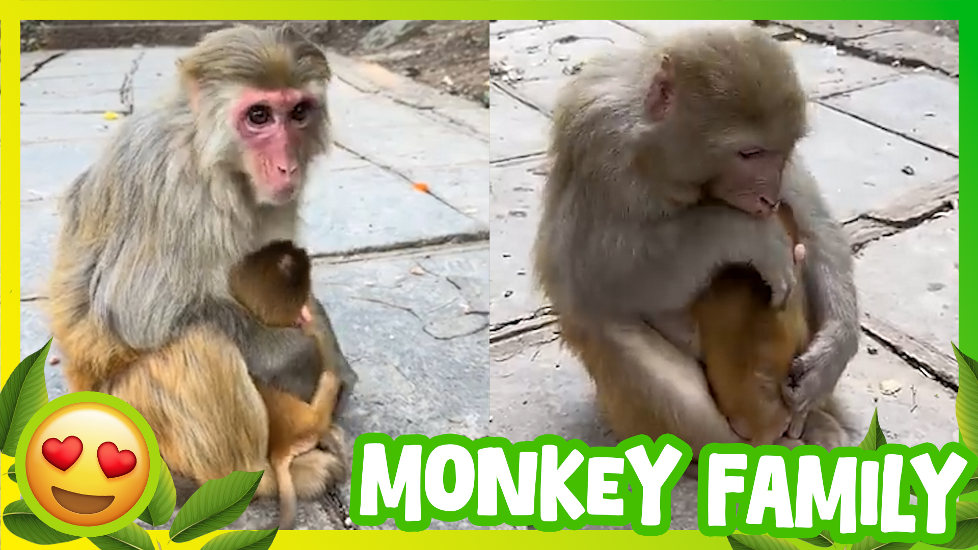 Momenten met een Apenfamilie 🐵👨‍👩‍👧‍👦 | Schattige & Grappige Dierenliefde