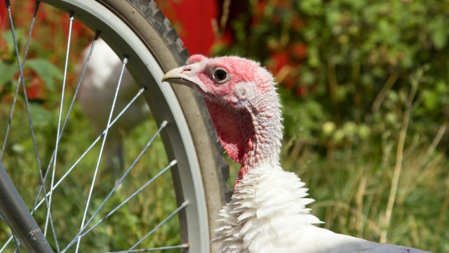 Disturbing video captures wild turkey's haunting appearance as it roams ...