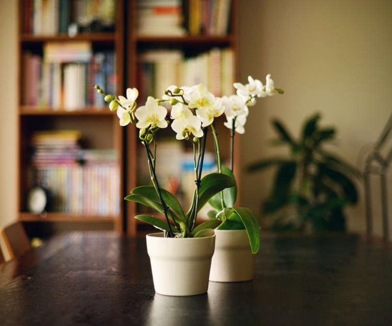 A houseplant expert says this DIY orchid fertilizer recipe will make ...