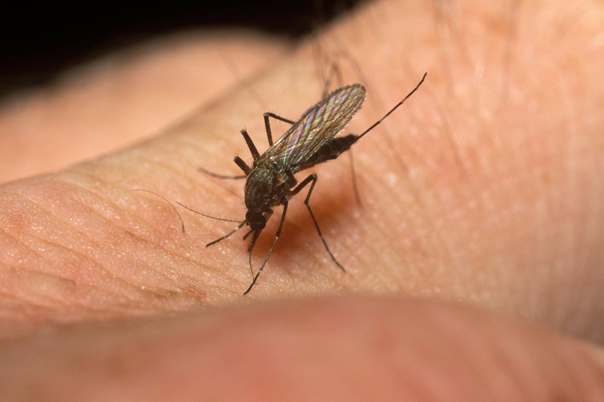 Mosquitoes found as far north as Shetland in study examining pathogen risk