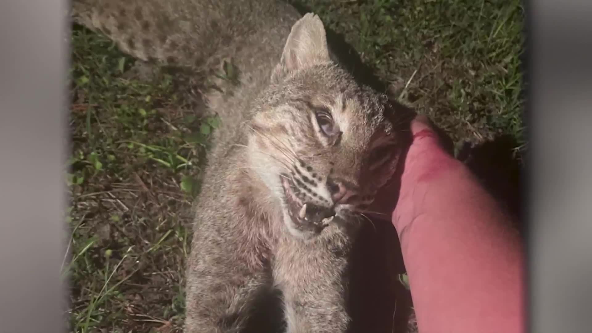 GA man fights off rabid bobcat while camping