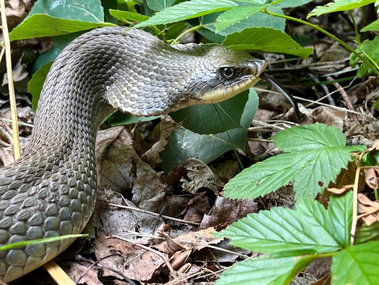 These 7 lakes are known for being 'most snake-infested' in Kansas