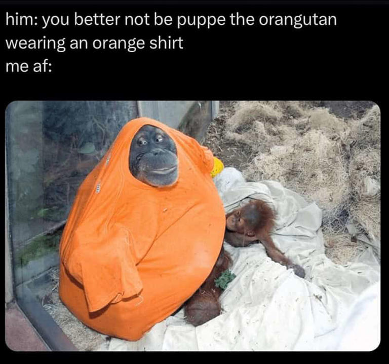 50 Funny Gorilla And Ape Memes To Go Bananas Over