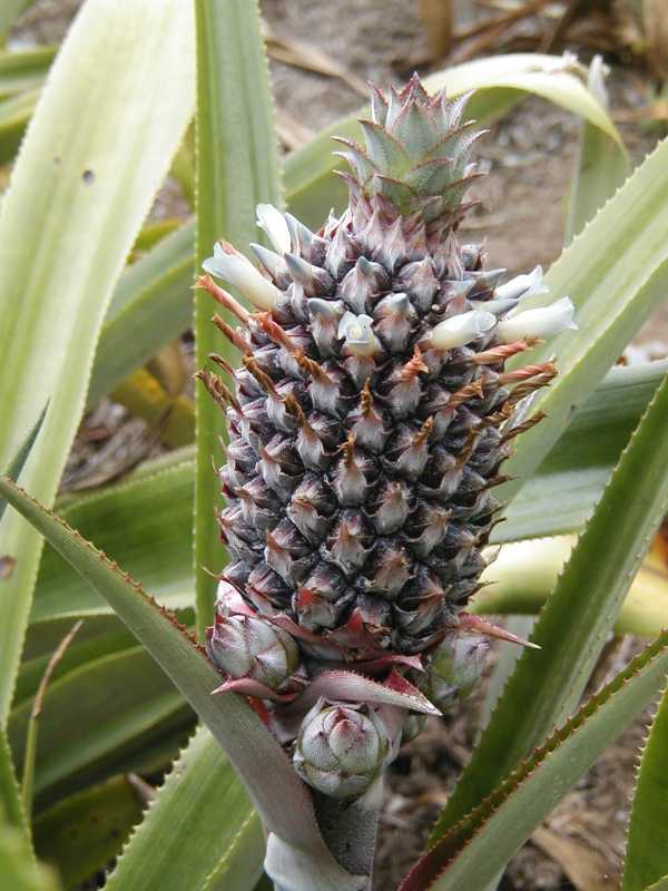 Você sabia? Cada abacaxi é formado por até 200 frutas fundidas