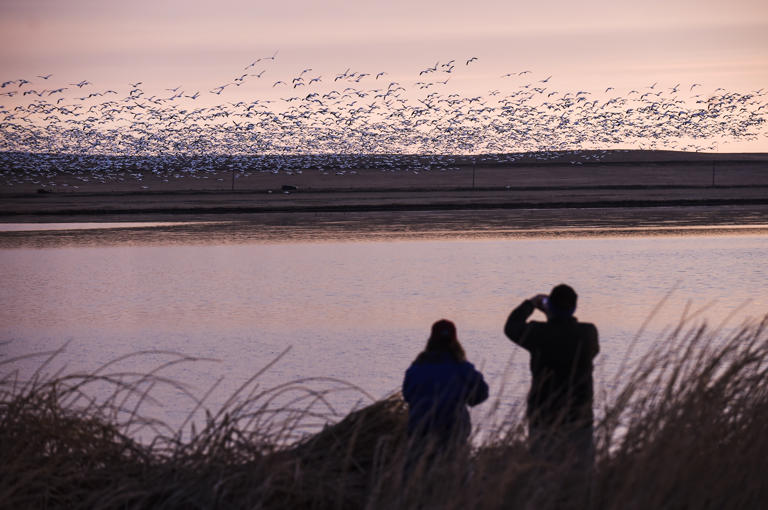 Low Water Levels at Montana Lake Spells Bad News for Bird Watchers