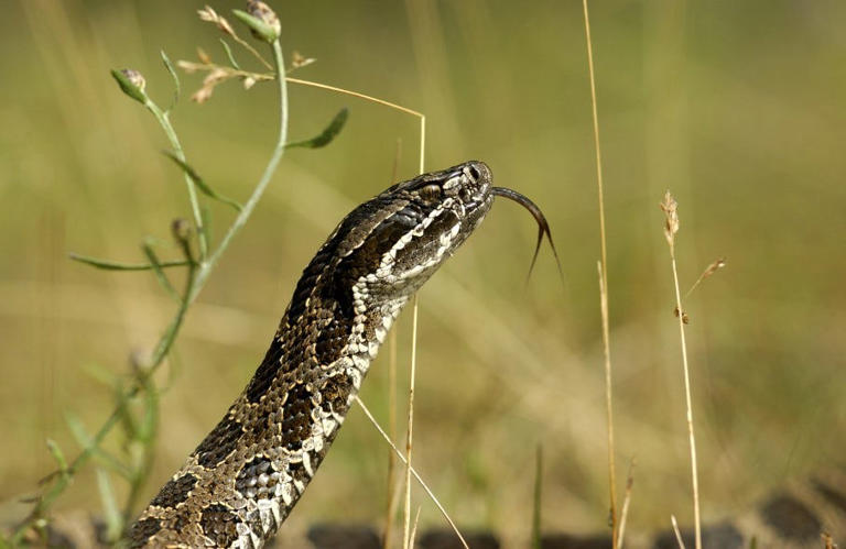 Do any venomous snakes live in Michigan? What to know as snakes come ...