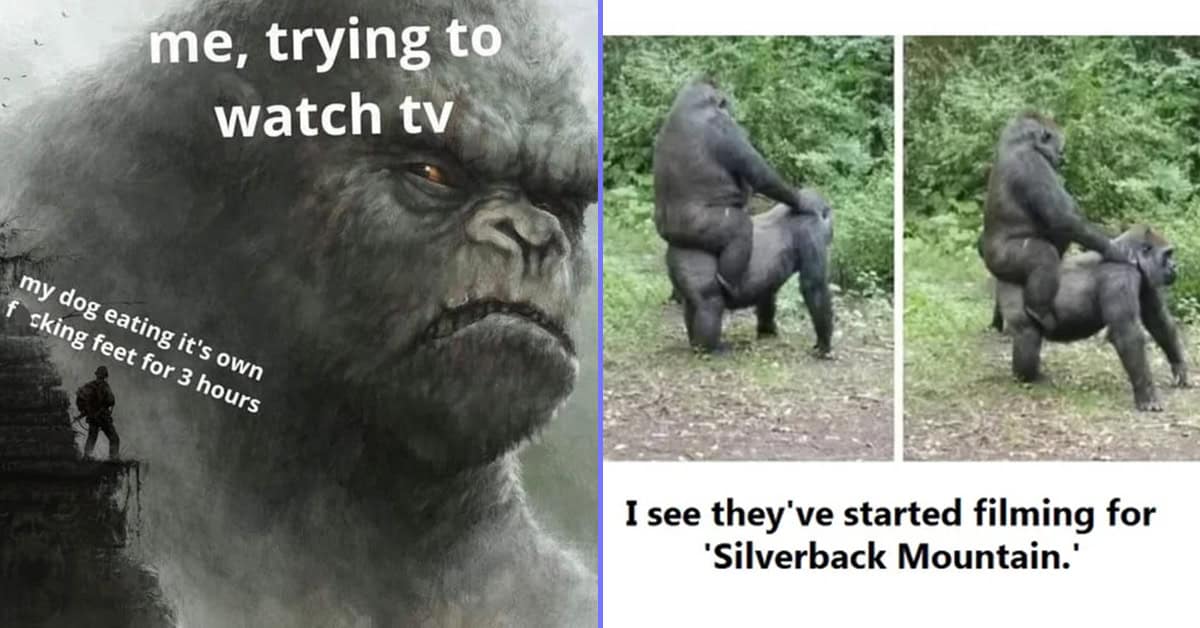 50 Funny Gorilla And Ape Memes To Go Bananas Over