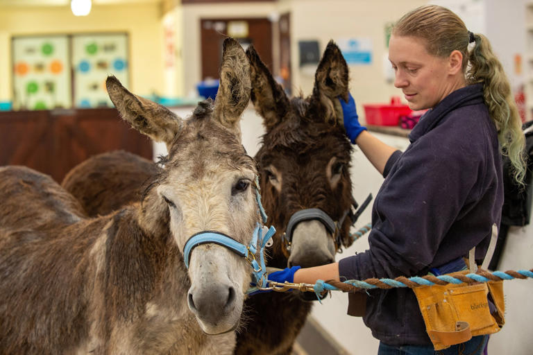 Donkey Sanctuary Leeds: Beloved former animal farm could be turned into ...