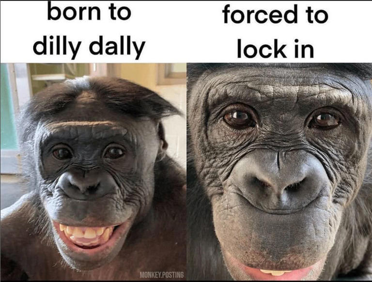 50 Funny Gorilla And Ape Memes To Go Bananas Over