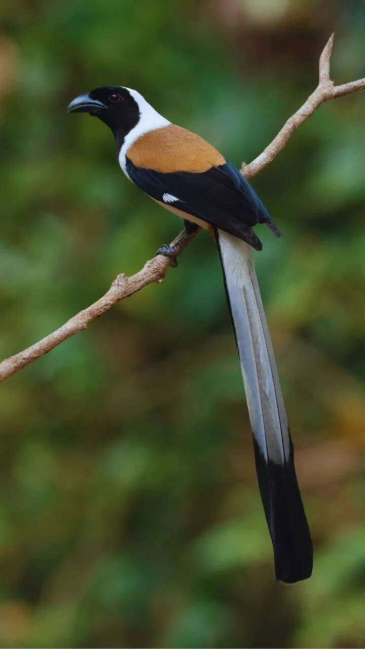 Wildlife in Ladakh: 8 incredible animals to spot in the Himalayan region