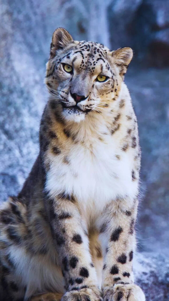 Wildlife in Ladakh: 8 incredible animals to spot in the Himalayan region