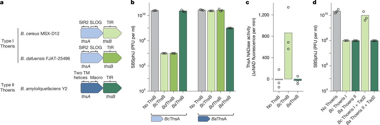 Discovery of histidine-ADP-ribose molecule reveals new bacterial immune ...