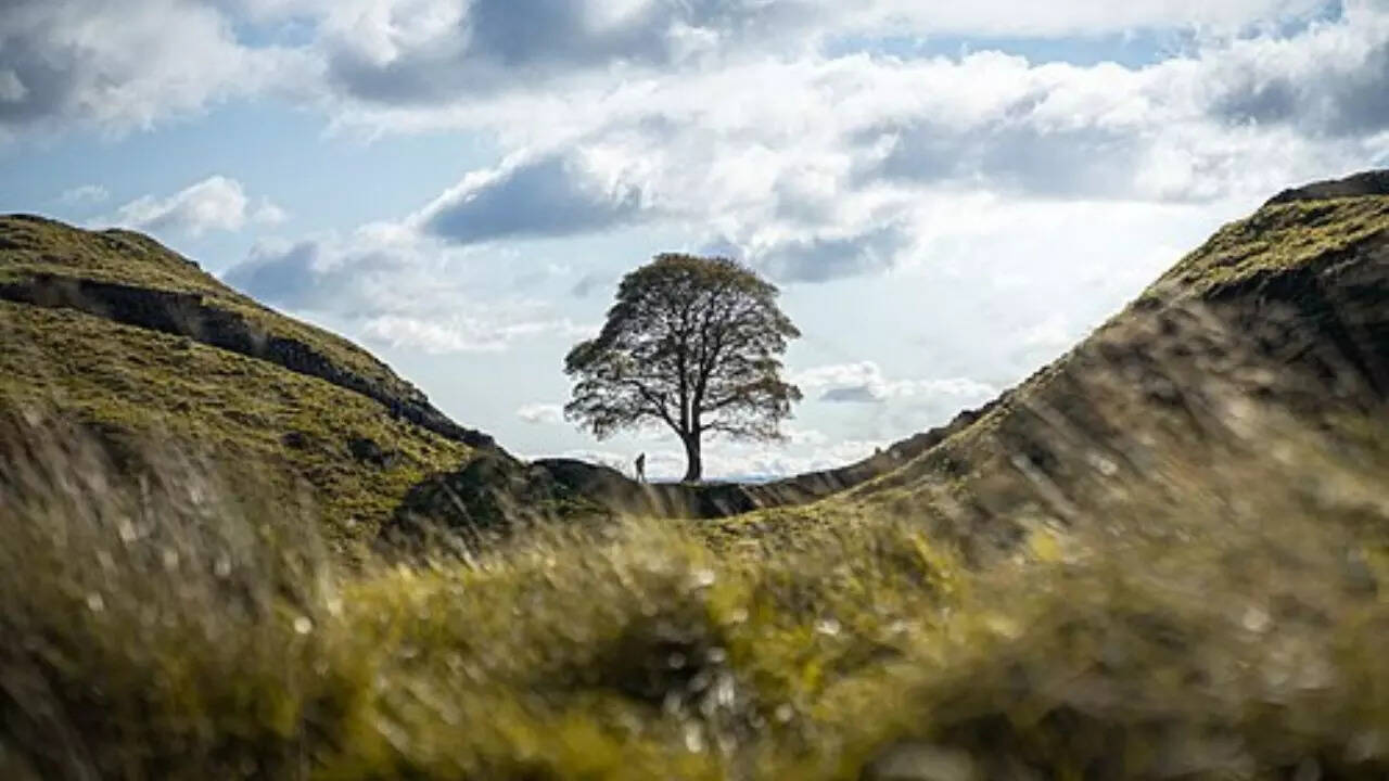 The tragic end of the 'Robin Hood' tree: Sycamore Gap tree took 100 ...