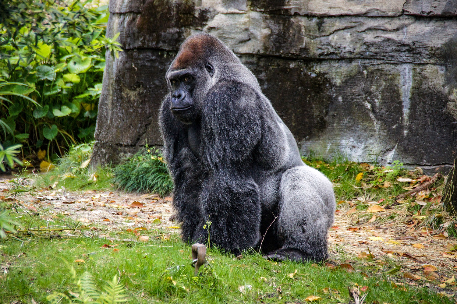 The internet is brawling over whether 100 men could fight a gorilla