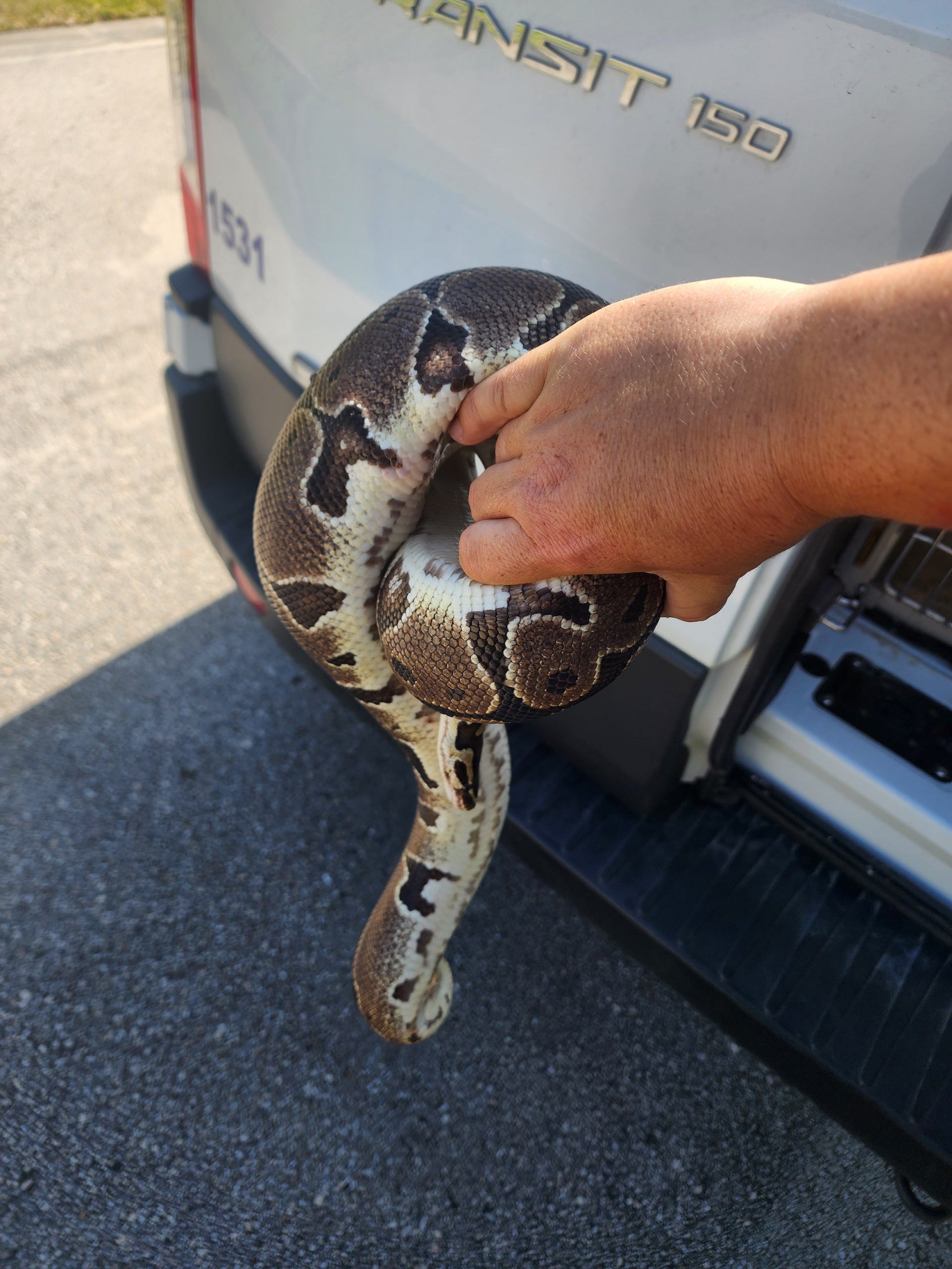 How to tell difference between Burmese and ball pythons found in Florida