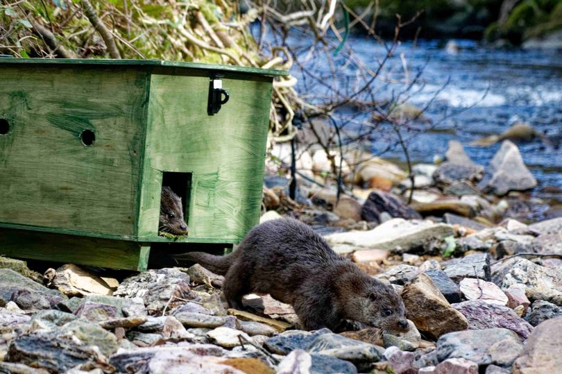 Hidden heroes are fighting for Britain’s cutest endangered predators