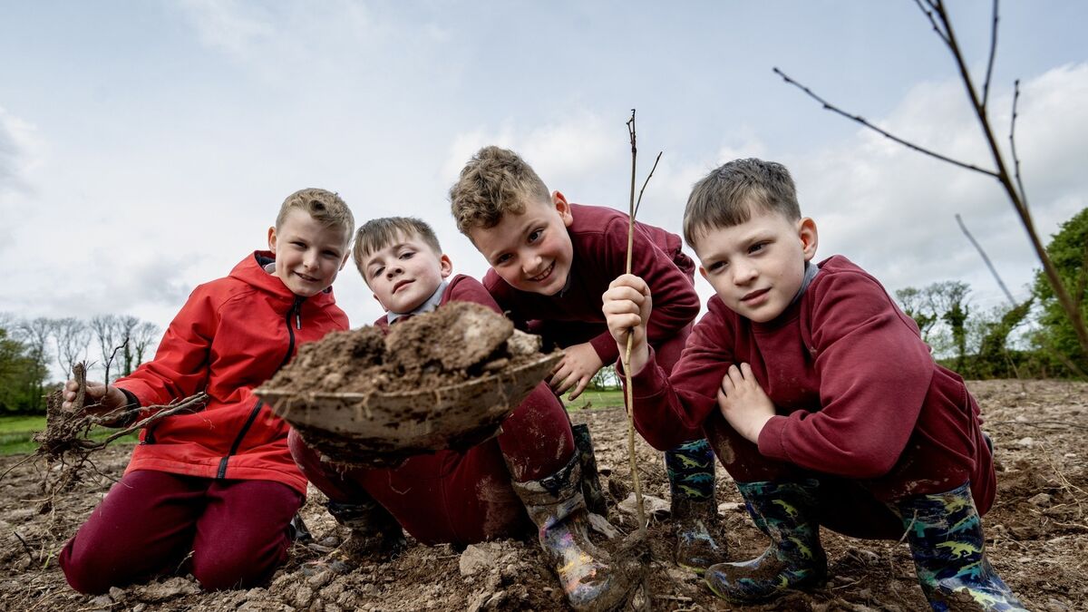 Watch: Native tree planting takes root in Inch as 100 Million Trees ...